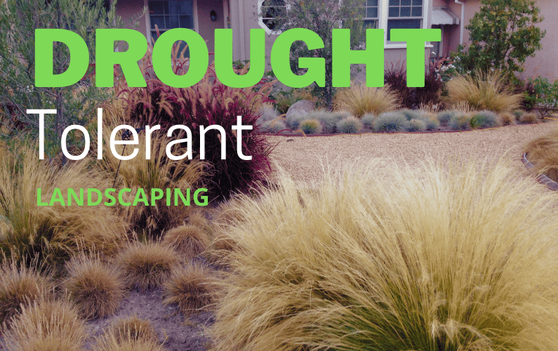 Embrace Drought-Tolerant Landscaping - Babylon Builders - Home ...